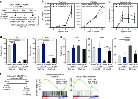 Mtm Pot1a Improves Aged Hsc Function A Schematic Of The Analysis Of