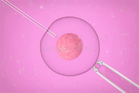 Artificial Insemination Close Up Stock Illustration Illustration Of