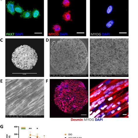 Engineered Wild Type Wt Muscle Constructs A Schematic Presentation