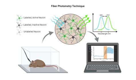 Fiber Photometry Solutions Doric Lenses Inc