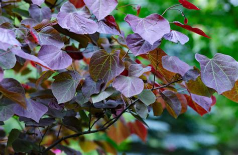 Black Pearl Redbud Vs Forest Pansy Redbud