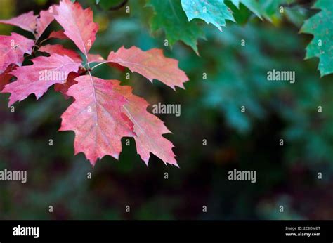 Red Oak Tree Leaves High Resolution Stock Photography And Images Alamy