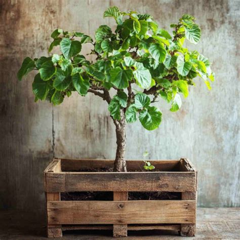 20 Dwarf Tree Container Ideas Grow Big Beauty In Small Spaces