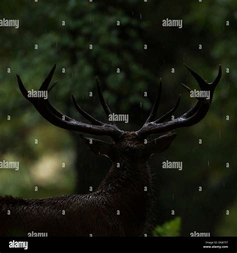 Read Deer Stag Staring Into Dark And Wet Forest During The Rut Stock