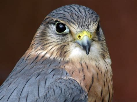 Merlin Avian Day Bird Of Prey Eagle Hawk Bird Looking At Camera