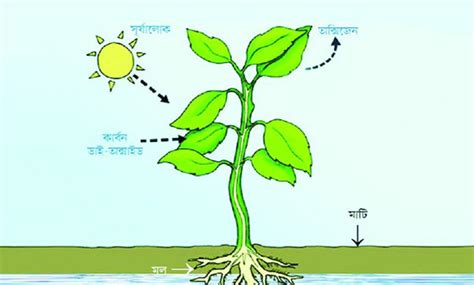 উদ্ভিদ কাকে বলে উদ্ভিদ কোষ কাকে বলে Prosnouttor
