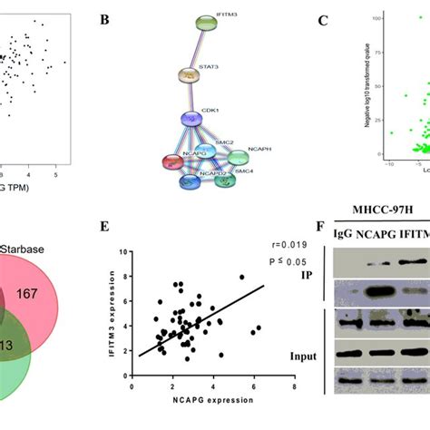 Process Of Tf Related Regulatory Network Construction And Key Genes