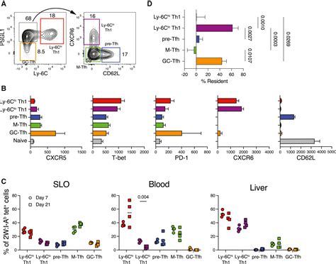 A Minority Of Th1 And Tfh Effector Cells Express Survival Genes Shared By Memory Cell Progeny