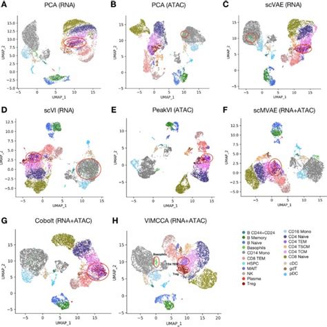 Gene Expression Patterns Of Marker Genes In The 10Â Multiome Data Of