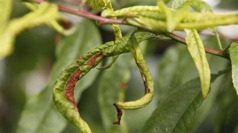 Why Are My Peach Tree Leaves Curling Symptoms Causes And Effective