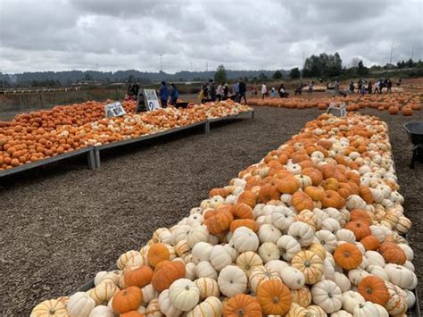 Carpinito Brothers Pumpkin Patch Updated October 2024 286 Photos