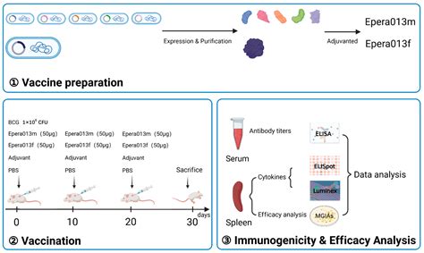 A Multistage Antigen Complex Epera013 Promotes Efficient And Comprehensive Immune Responses In