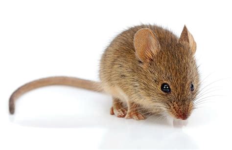 Sex Maniac Mouse Jokes Times Jokes Times