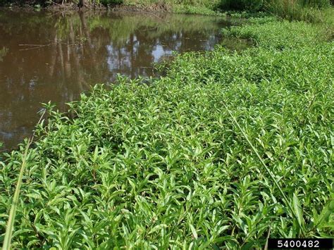 Waterpod Hydrolea Quadrivalvis Walter