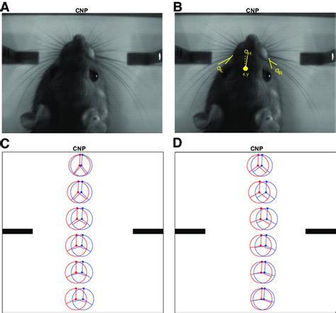 Quantifying Rat Behavior During Learning A Image From The