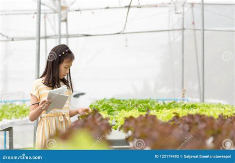 Asian Cute Girl Is Learning To Grow Organic Vegetables In The Fa Stock