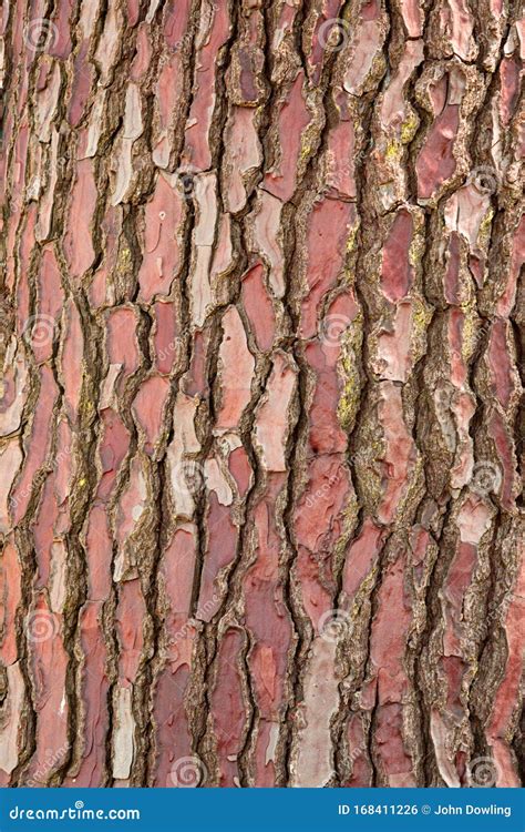 Tree Bark Texture Red From A Pine Tree Stock Photo Image Of Path Foliage