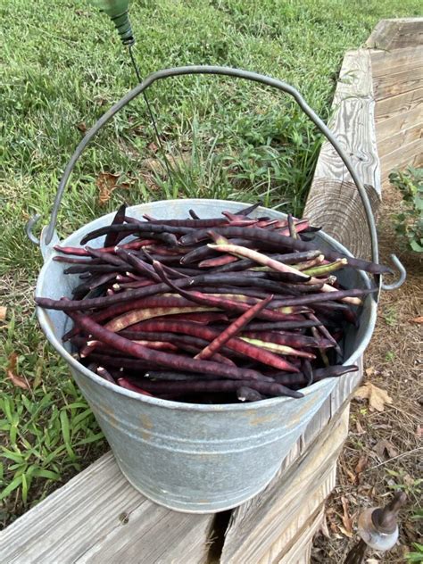 Purple Hull Peas Daybook Blog