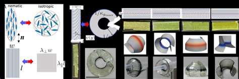 A The Nematic Isotropic Transition In An Lce Which Can Be Induced By Download Scientific
