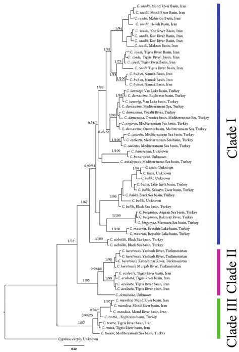 Bayesian Tree Inferred From Cyt B Numbers Left Of The Slash Indicate
