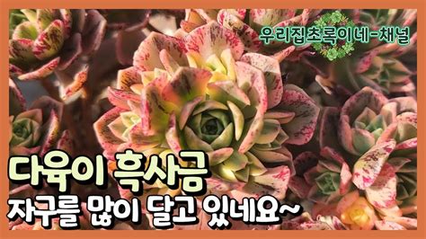 다육이 흑사금이 자구를 많이 달고 있네요 흑사금자구들 여름철물관리 다육이새들의공격 Youtube