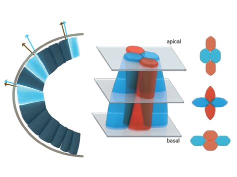 Cell Arrangements Under Confined Geometries Mechanobiology Institute National University Of