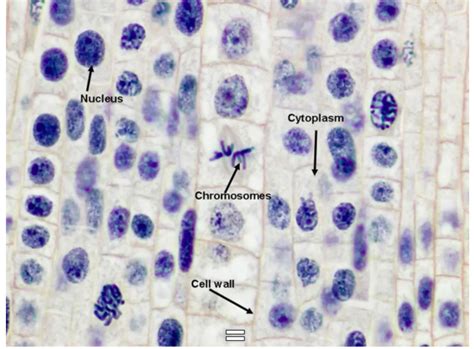 Solved Table 2 Cell Cycle Data Stage Number Of Cells In Chegg Com