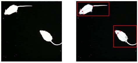 A Large Scale Mouse Pose Dataset For Mouse Pose Estimation