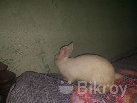 খড়গোশ For Sale In Chawkbazar Bikroy