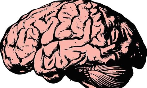 programming ‘language brain scans reveal coding uses same regions as