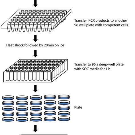Workflow Of The High Throughput Mutagenesis Download Scientific