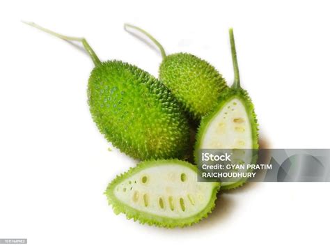 가시 조롱박 또는 척추 조롱박과 강모 Balsam 배 가시 Carolaho Teasle 조롱박 Kantola라고도합니다 인도와 남아시아에서 야채로 사용됩니다 학명