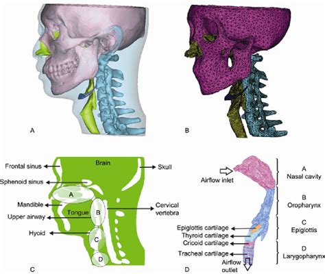 Three Dimensional Upper Airway Model Based On Reconstructed Ct Data A Download Scientific