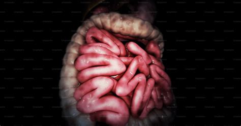 이미지는 인간의 장과 소화 기관을 보여줍니다 사진 Unsplash의 건강 이미지