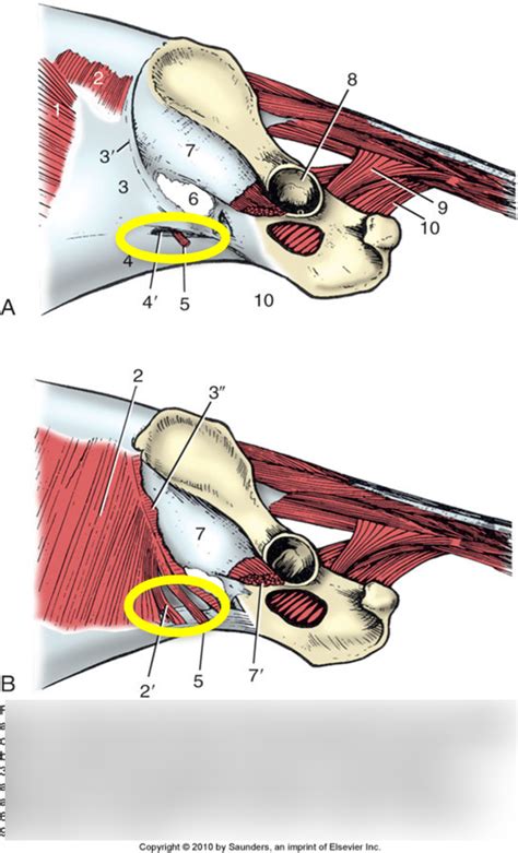Diagram Of Inguinal Canal Structures Passing Through Quizlet