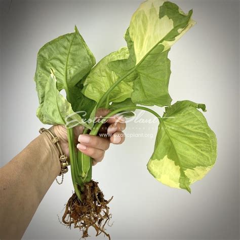 syngonium Orm Thong Save Gold - exoticplantshop.org