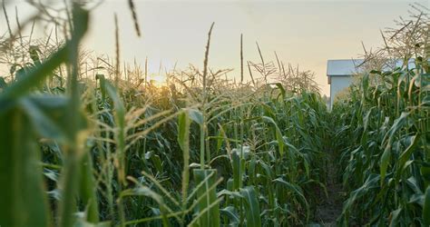 New Research Reveals Regulatory Features Of The Maize Genome During