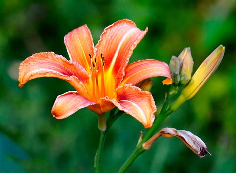 Lily Blossom Bloom Free Photo On Pixabay