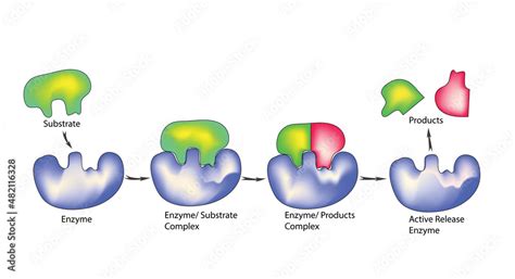Enzyme Substrate