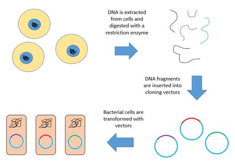 tools of recombinant dna technology dna technology recombinant dna dna