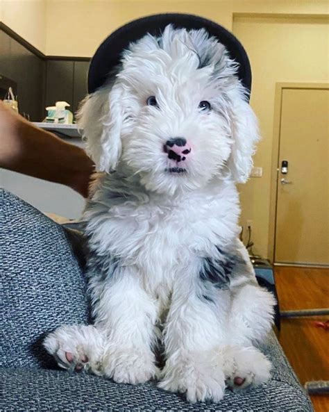 Sheepadoodle Artofit