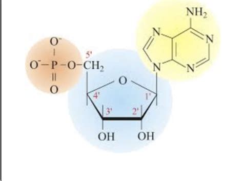 Macromolecules Quiz Flashcards Quizlet