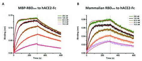 Binding Assay Of A Mbp Rbd Omi And B Rbd Omi Expressed In A