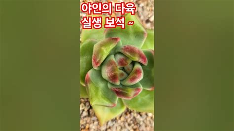 오늘도 수고 많으셨습니다 ~ 이찬원 파종이 실생 다육 다유기 다육이 다육식물 반려식물 다육판매 다육이판매 다육이키우기 다육인스타그램 매혹이 청주