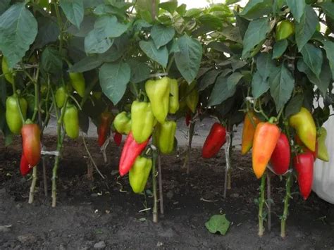 «Магічне підживлення для томатів перцю і огірків гарантує 100 результат відео Читайте на