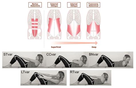 Transversus Abdominis Exercise Your Deep Core Transverse Abdominis
