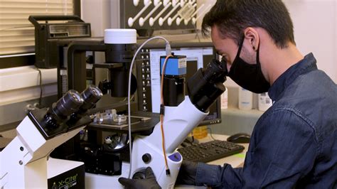 Video Bead Loading Proteins And Nucleic Acids Into Adherent Human Cells