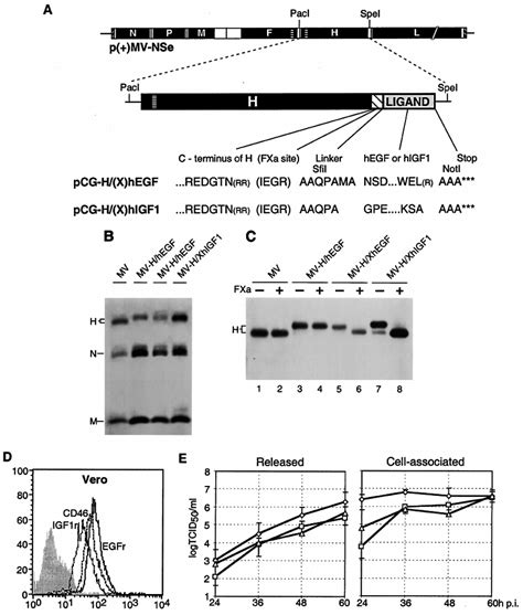 Genomic Structure Protein Composition And Replication Of Recombinant