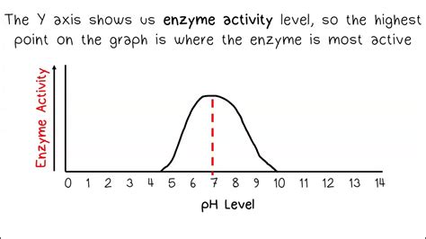 How To Read An Enzyme Graph