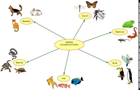 Quia Classification Vocabulary Quia Classification Vocabulary
